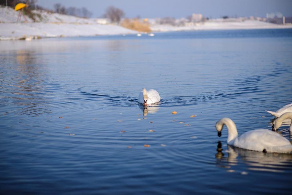 Lacul Techirghiol - Stațiunea Balneară Techirghiol