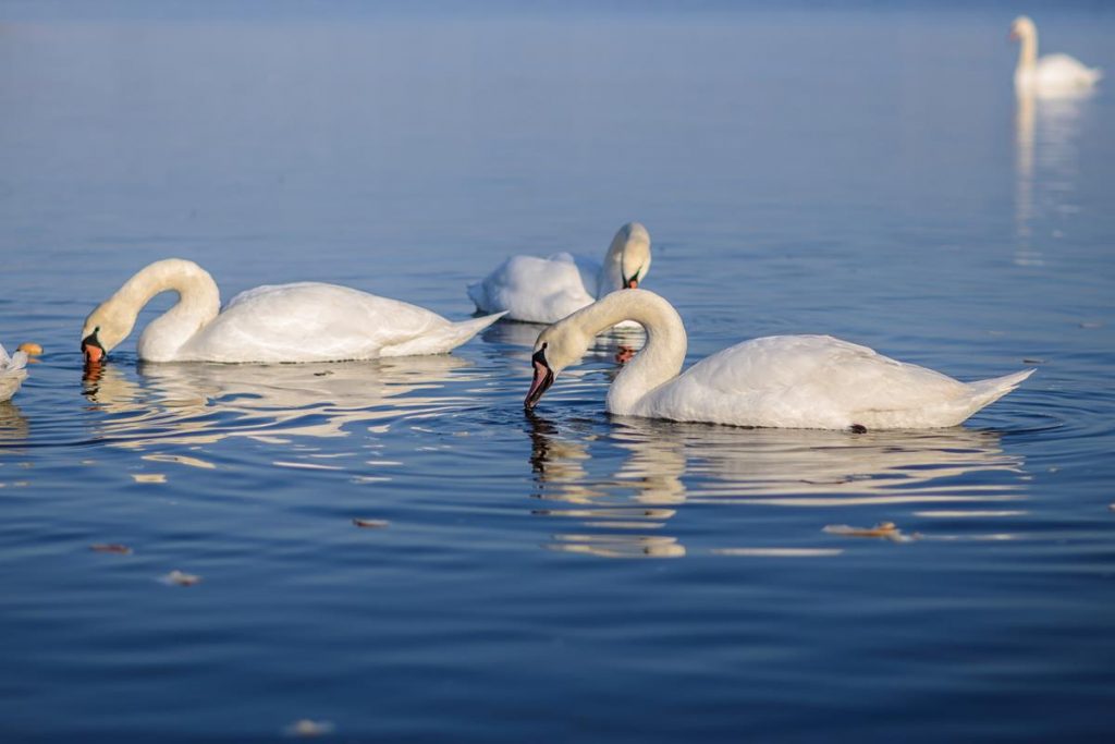 Lacul Techirghiol | Stațiunea Balneară Techirghiol