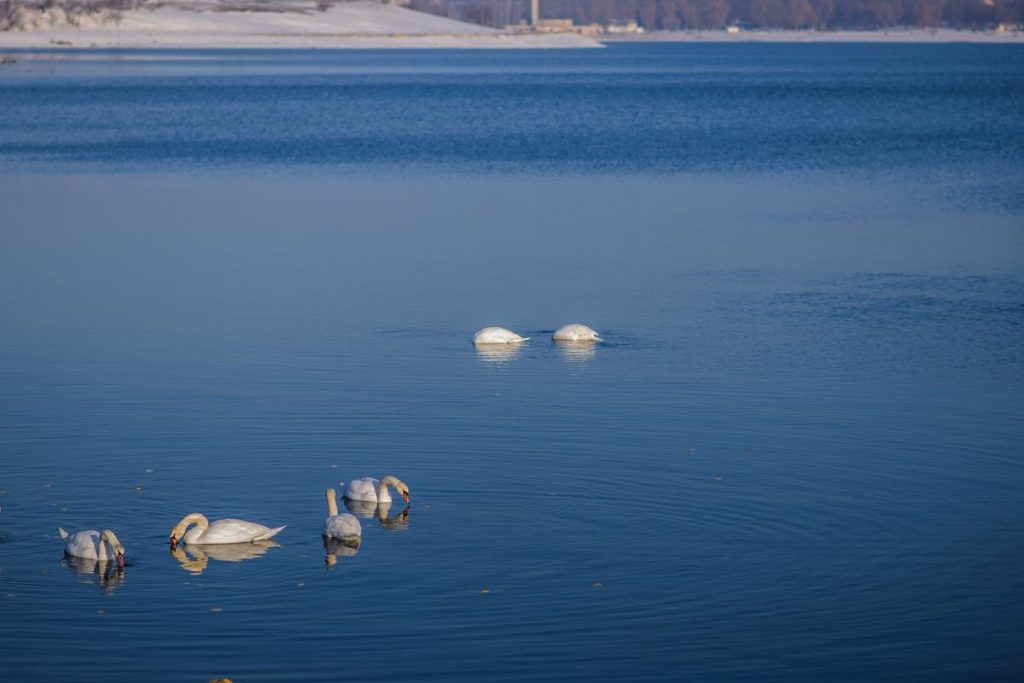 Lacul Techirghiol | Stațiunea Balneară Techirghiol